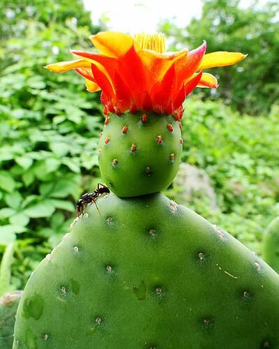 CACTÁCEAS DA CAATINGA: O QUIPÁ