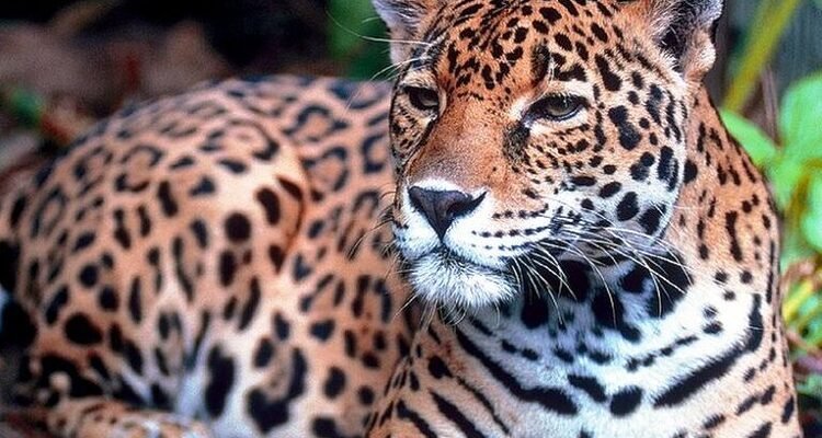 Resgatada no Brasil, onça-pintada em extinção é solta no Pantanal e se ...